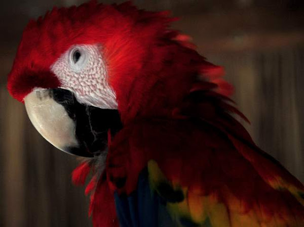 Captive Scarlet Macaw | Project Noah