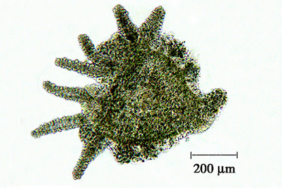 Giant Amoeba | Project Noah