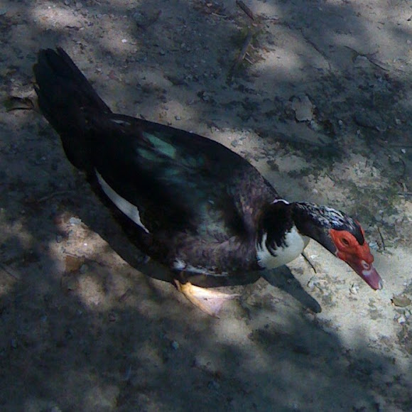 Moscovy duck | Project Noah