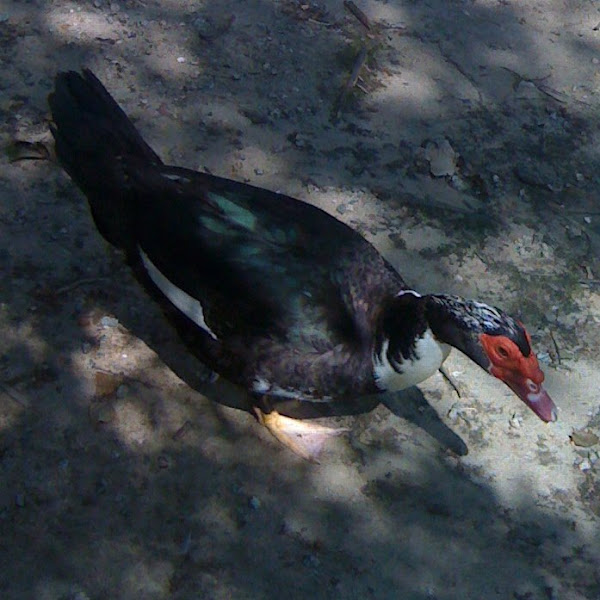 Moscovy duck | Project Noah