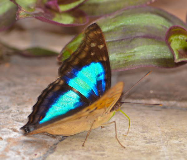 Turquoise Emperor Butterfly | Project Noah