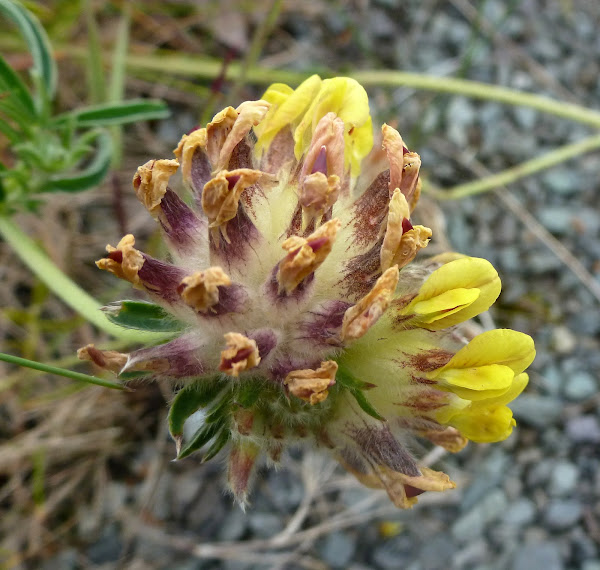 Kidney Vetch | Project Noah