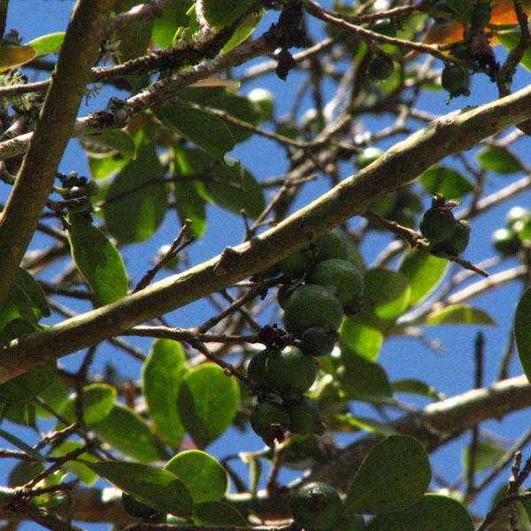 Guayabita del Perú, G. fresa | Project Noah