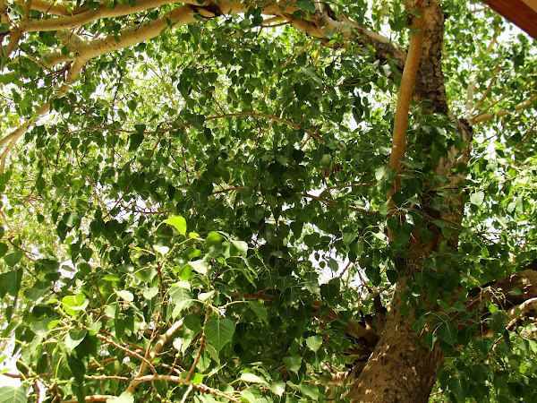 पिपल Bo-Tree | Project Noah