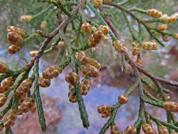 Eastern red cedar | Project Noah