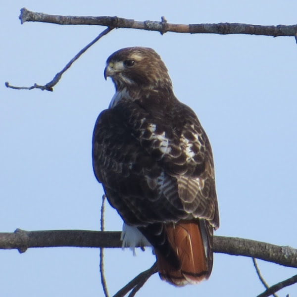 Red-tailed Hawk | Project Noah