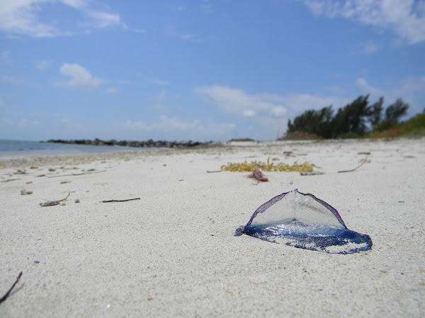 Velella - Sail-by-the-wind | Project Noah