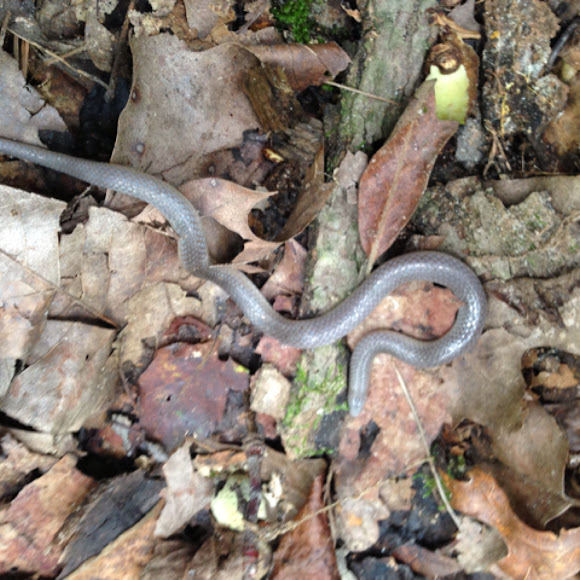 Eastern worm snake | Project Noah