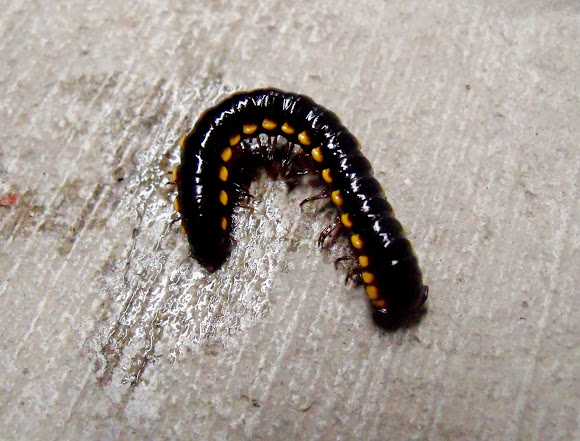 Yellow Spotted Millipede | Project Noah