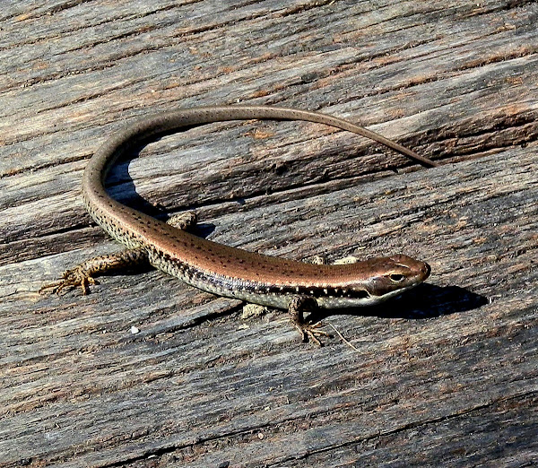 Southern Water Skink | Project Noah