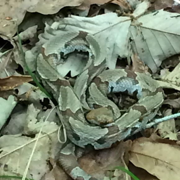 Copperhead | Project Noah