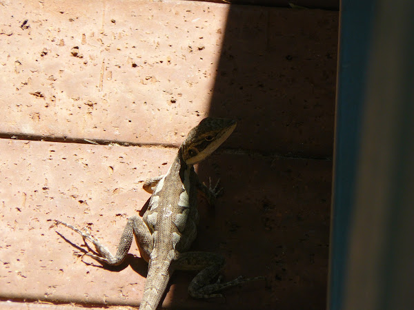 Ta Ta Lizard | Project Noah