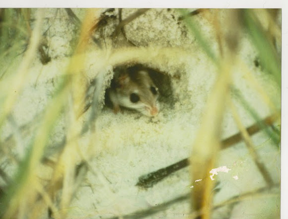 Alabama beach mouse | Project Noah