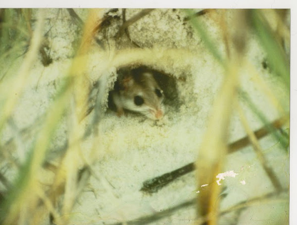 Alabama beach mouse | Project Noah