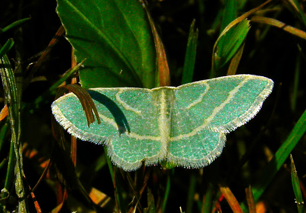 Blackberry Looper Moth | Project Noah