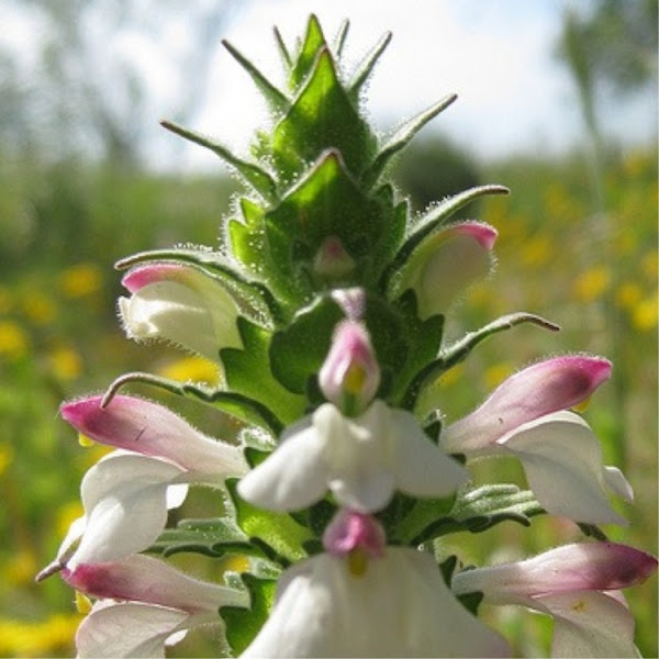 Plant | Project Noah