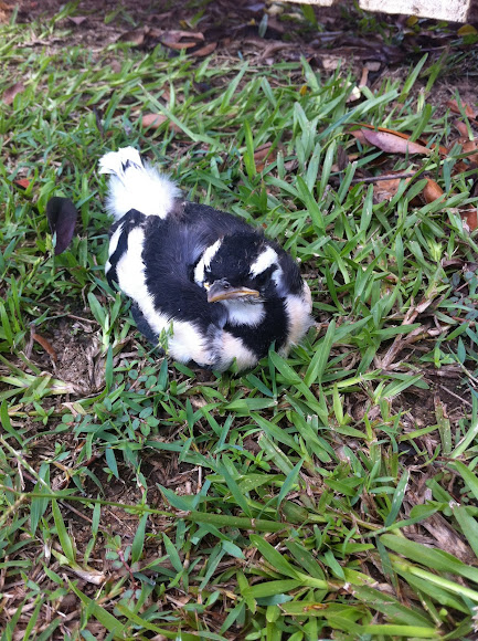 Pee Wee Bird | Project Noah