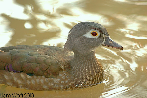 Wood Duck | Project Noah