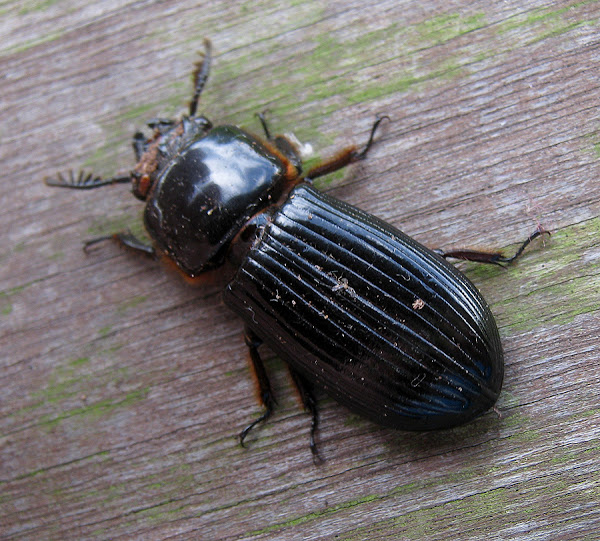 Bess Beetle | Project Noah