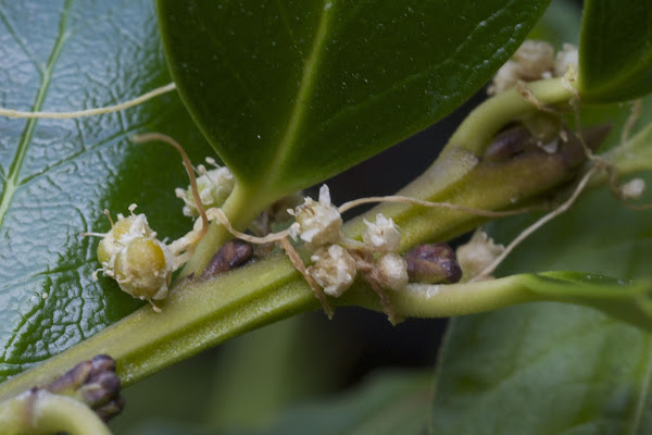 Yellow dodder | Project Noah