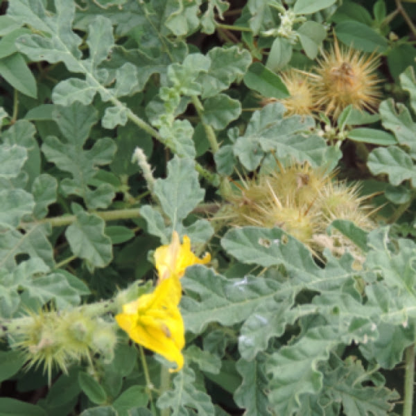 Buffalo Bur seed pods | Project Noah