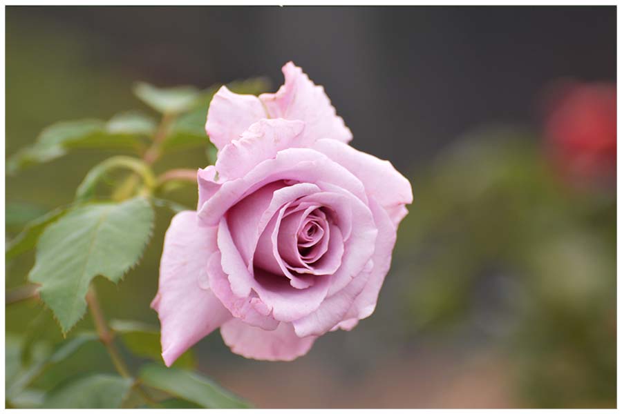 Memorial Day’s hybridizer | Project Noah