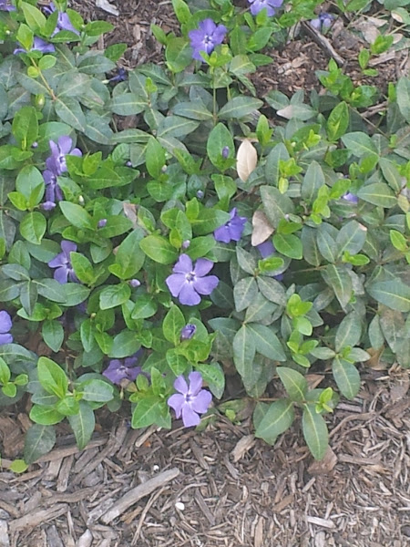 Myrtle Periwinkle | Project Noah