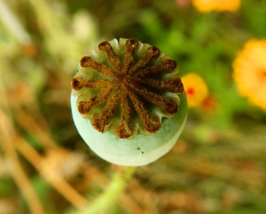 Poppy (Capsule stage) | Project Noah