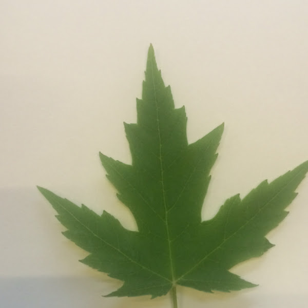 Silver maple | Project Noah