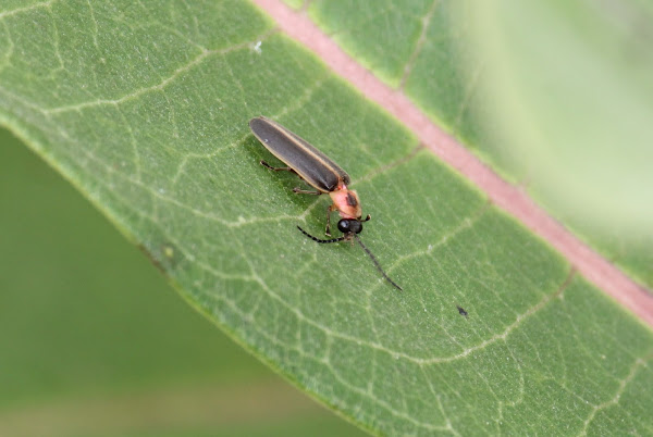 Eastern firefly | Project Noah