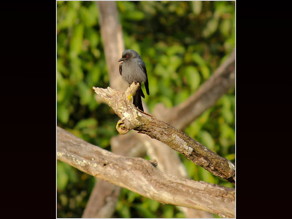 Ashy Drongo | Project Noah