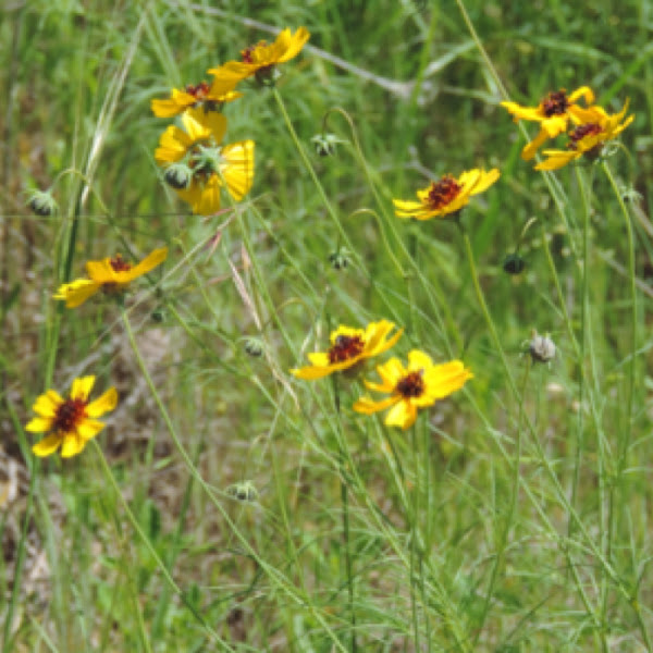 Greenthread | Project Noah