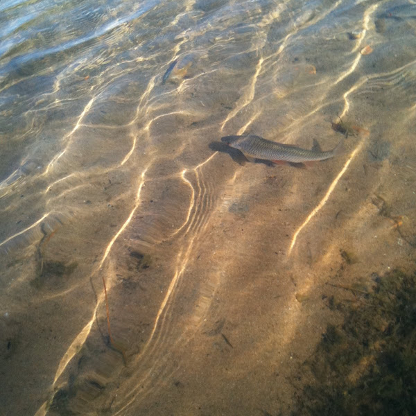 Roach | Project Noah