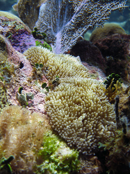 Sun anemone | Project Noah