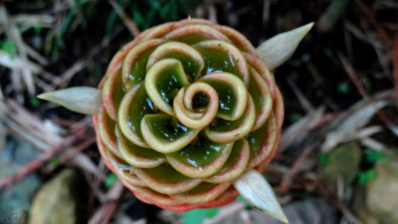 Flor Maraca | Project Noah