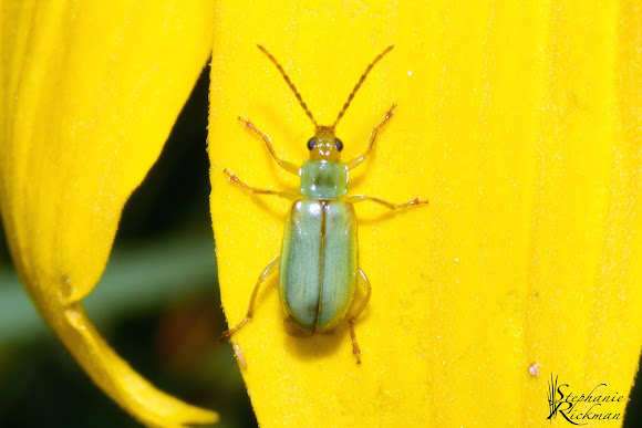 Northern Corn Rootworm Beetle | Project Noah