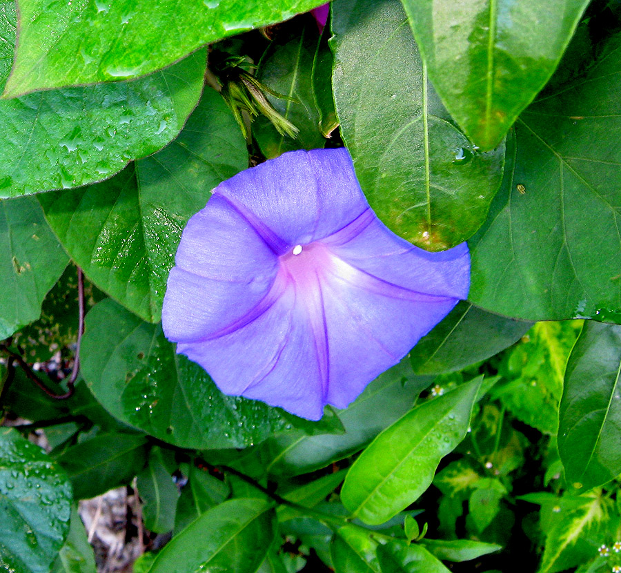 Blue Morning Glory | Project Noah
