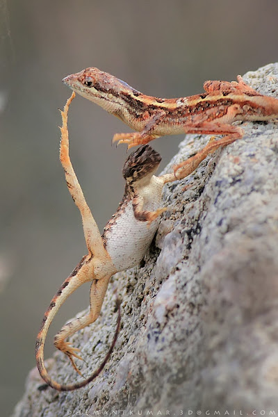 fan-throated lizard | Project Noah