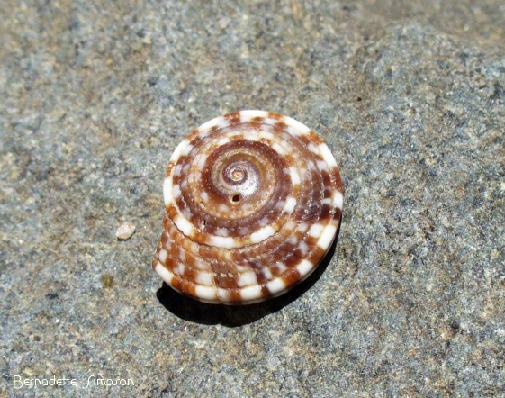a Sundial Snail Shell | Project Noah