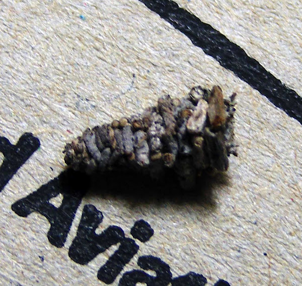 Psychidae Case Moth Case | Project Noah