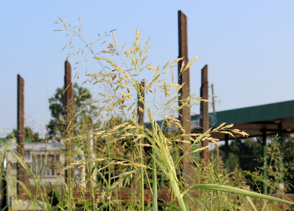 Johnson Grass | Project Noah