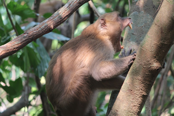 Northern Pig-tailed Macaque | Project Noah