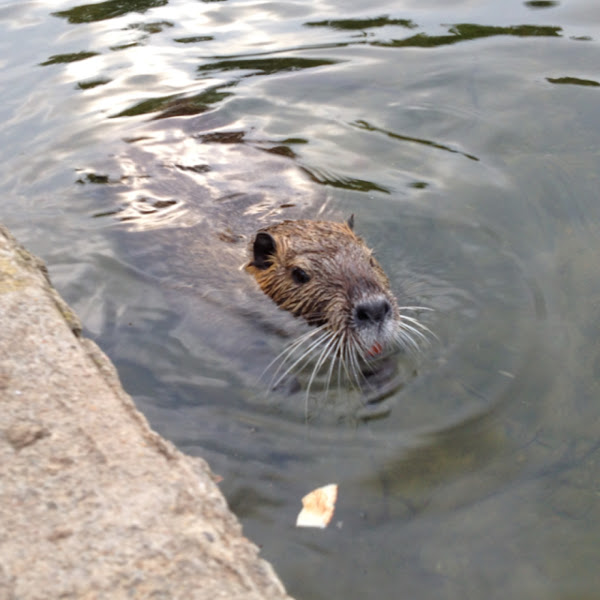 Nutria | Project Noah