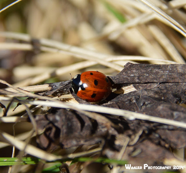 Seven-spotted Ladybug | Project Noah