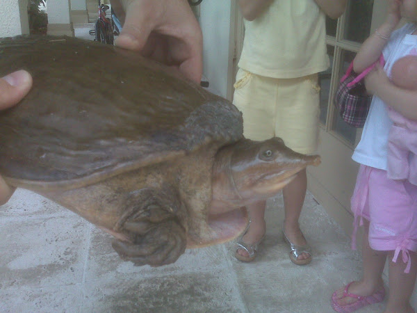 Florida Softshell Turtle | Project Noah