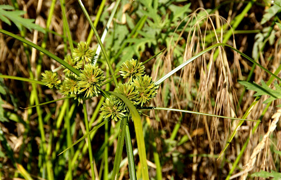 Drain Flat-sedge | Project Noah