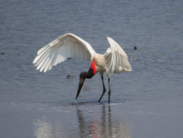 Tuiuiú(Jabiru) | Project Noah