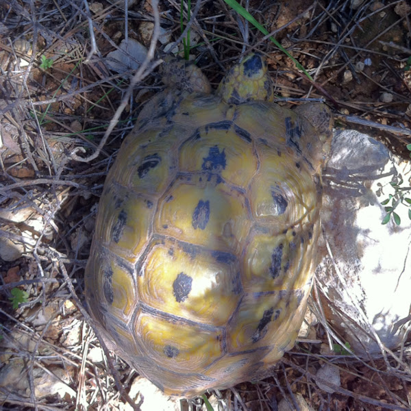 Terrestrial turtle | Project Noah