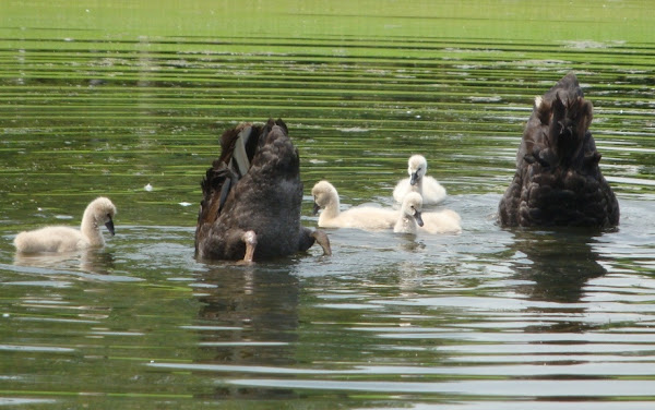 Black Swan | Project Noah