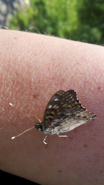 Hackberry Emperor | Project Noah
